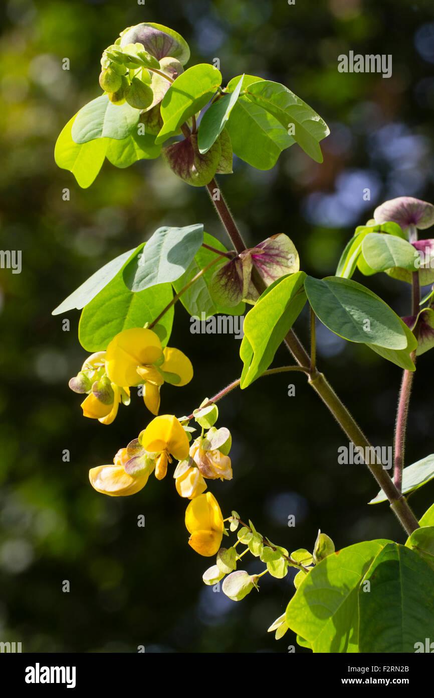 Yellow pea flowers of the tall perennial, Amicia zygomeris, a plant ...