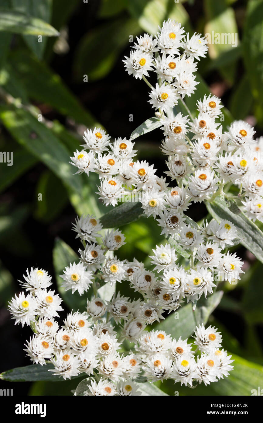 Yellow centered white flowers of the pearl everlasting, Anaphalis ...