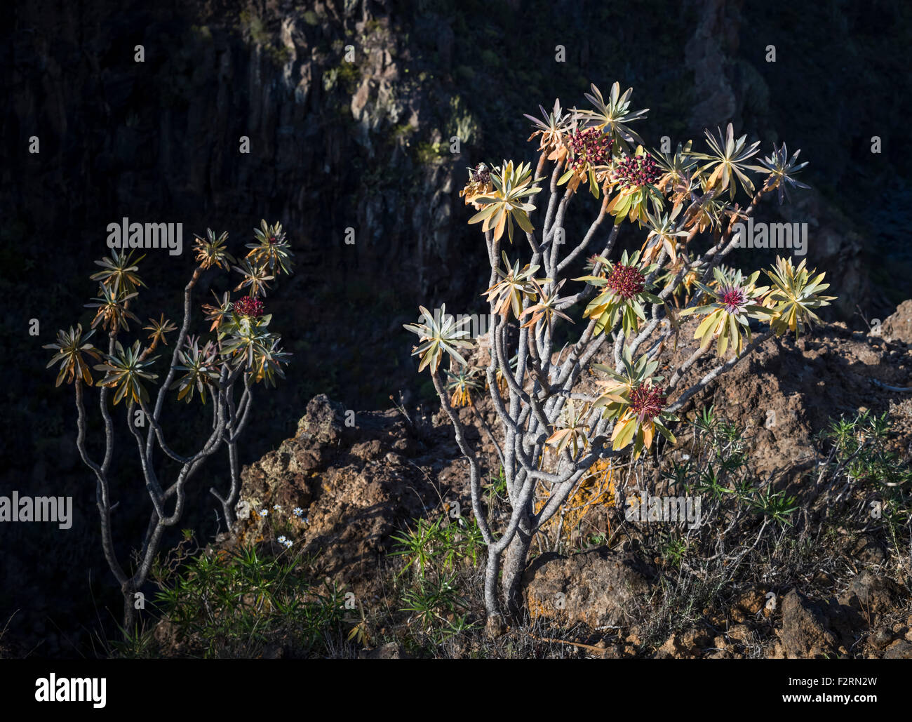 Tabaiba majorera hi-res stock photography and images - Alamy