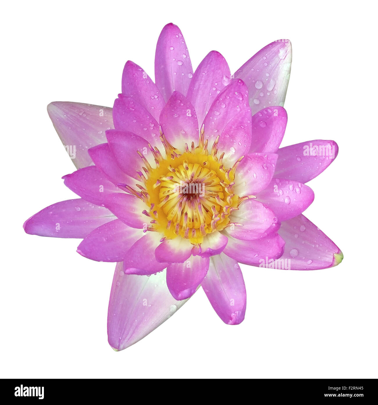beautiful lotus flower isolated on white background Stock Photo - Alamy