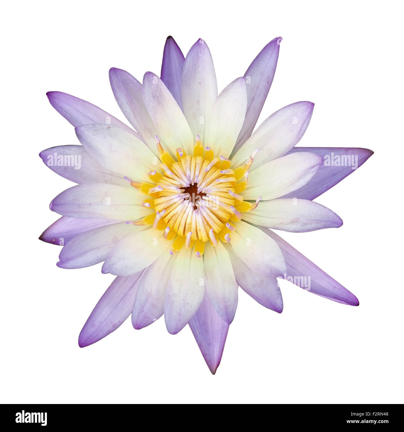 beautiful lotus flower isolated on white background Stock Photo - Alamy