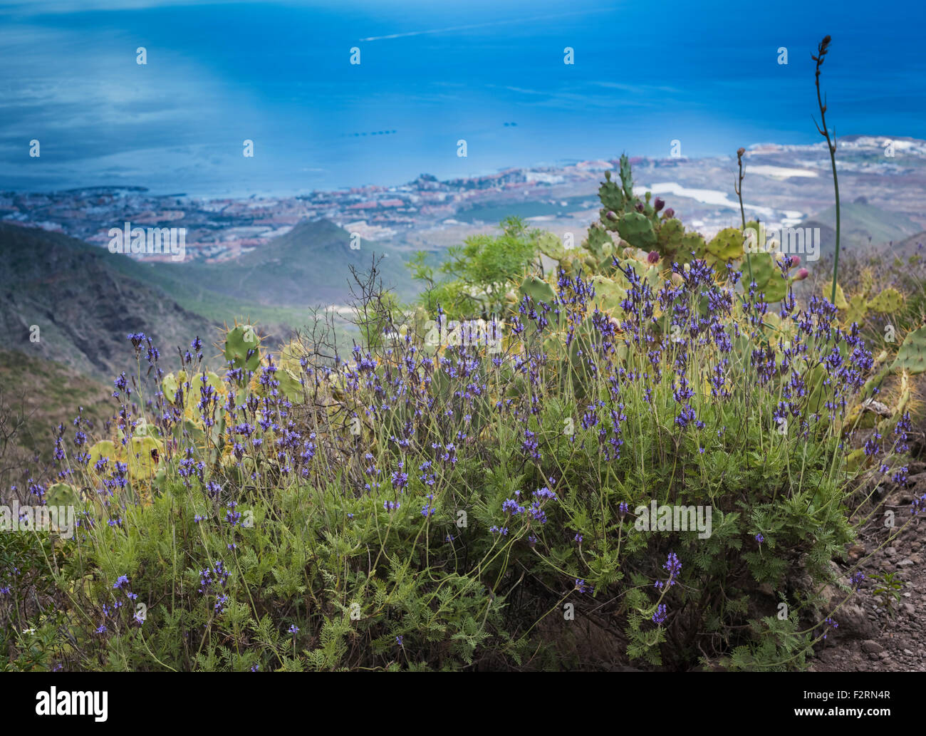 Canarian lavender (probably Lavandula canariensis) in flower in January ...