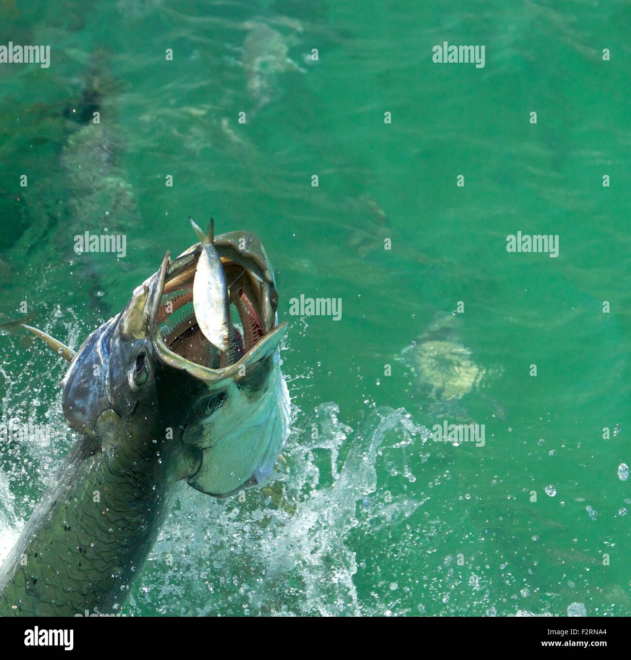 Huge Tarpon fish rising out of the water to eat a small baitfish Stock ...