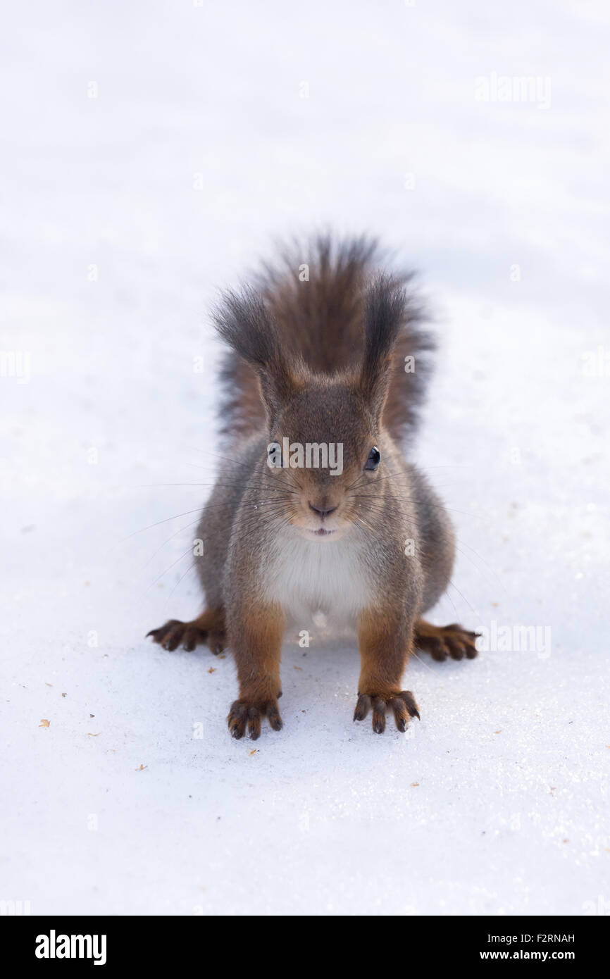 The photo shows a squirrel Stock Photo - Alamy
