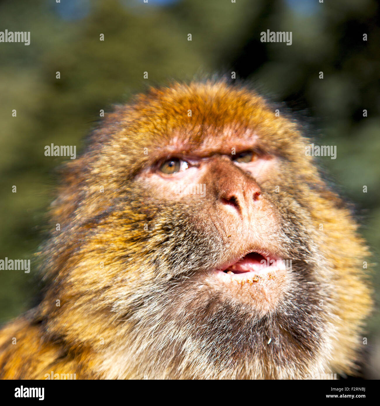 old monkey in africa morocco and natural background fauna close up ...