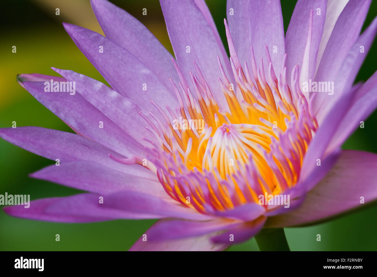 Wet lotus flowers hi-res stock photography and images - Alamy