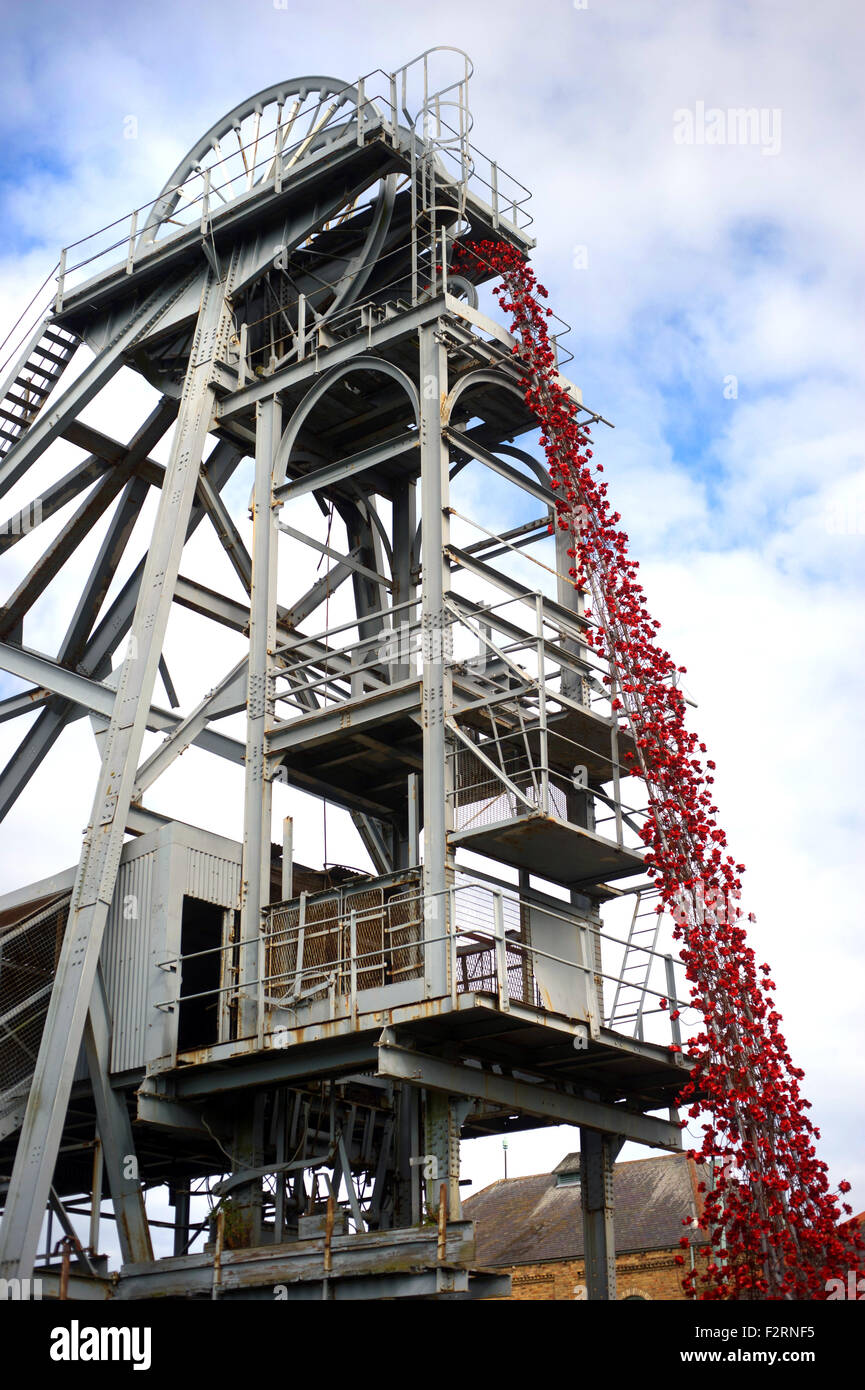 Weeping Window Poppies at Woodhorn Stock Photo - Alamy