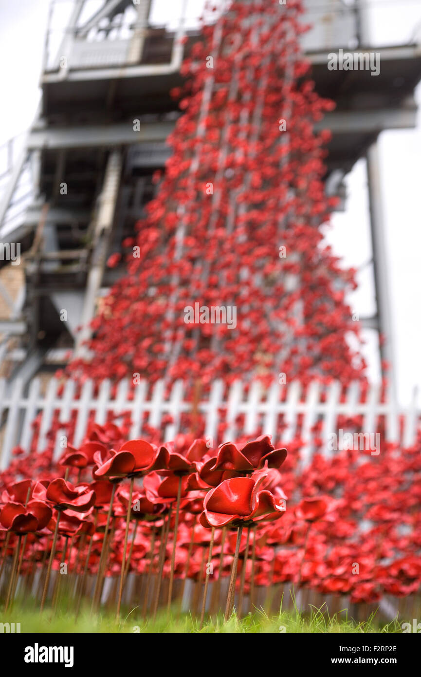 Weeping Window Poppies at Woodhorn Stock Photo - Alamy