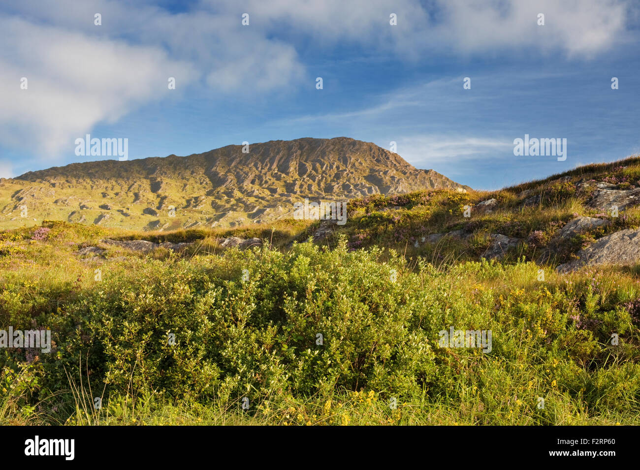 Bog myrtle western gorse and heather in the Caha Mountains, near ...