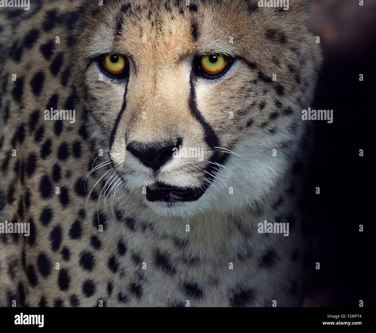 Cheetah Face Close Up