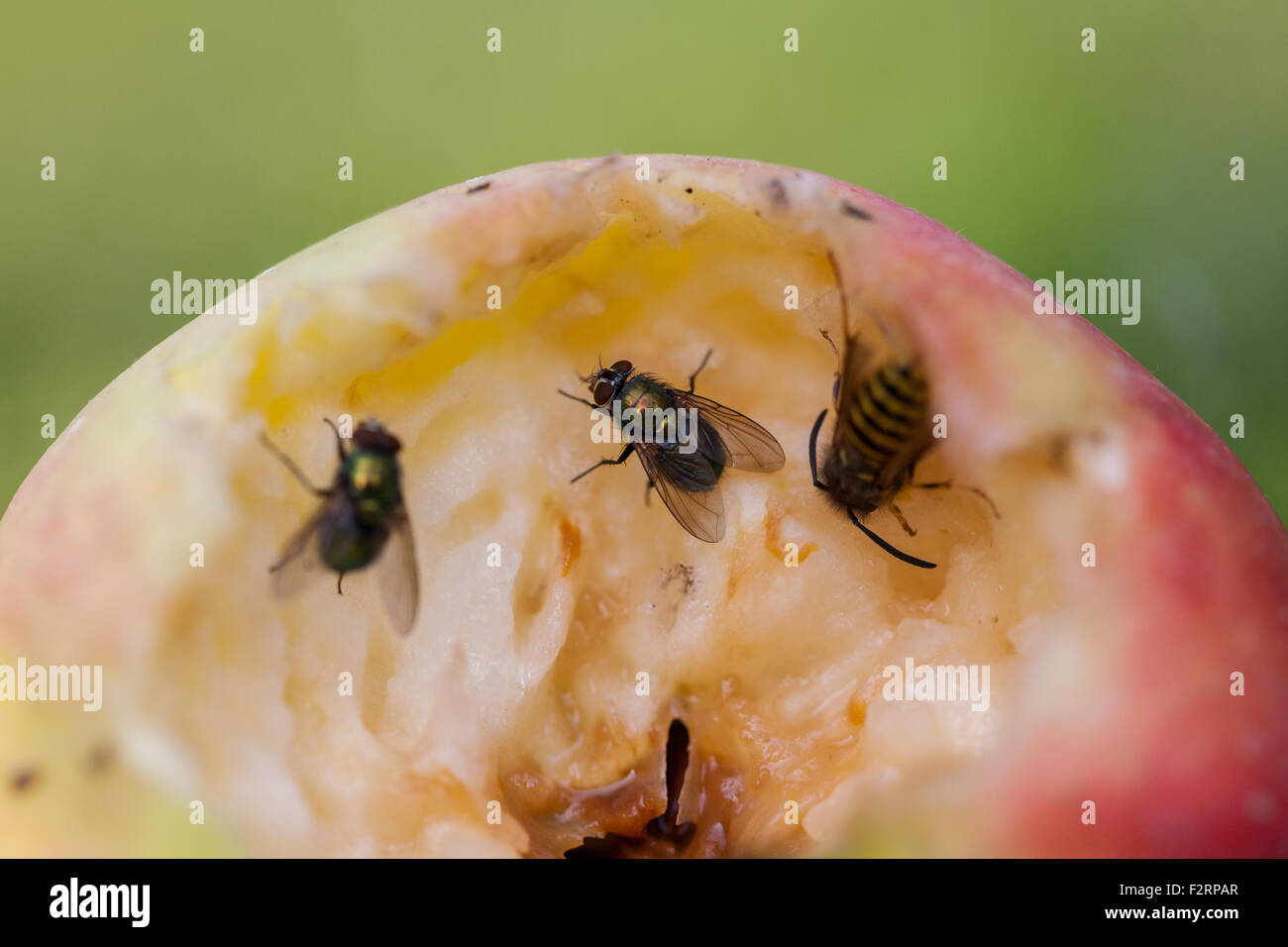 Flies on an apple hi-res stock photography and images - Alamy