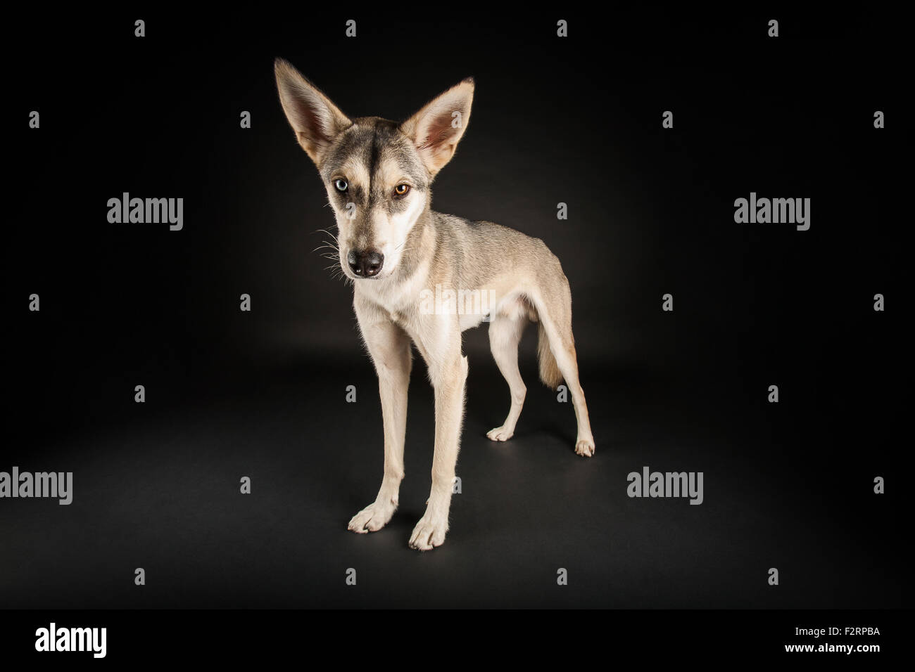 Red Native American Indian Dog