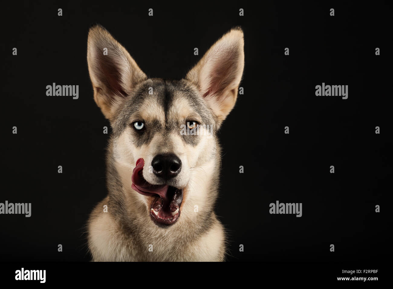 Two different coloured eyes hi-res stock photography and images - Alamy
