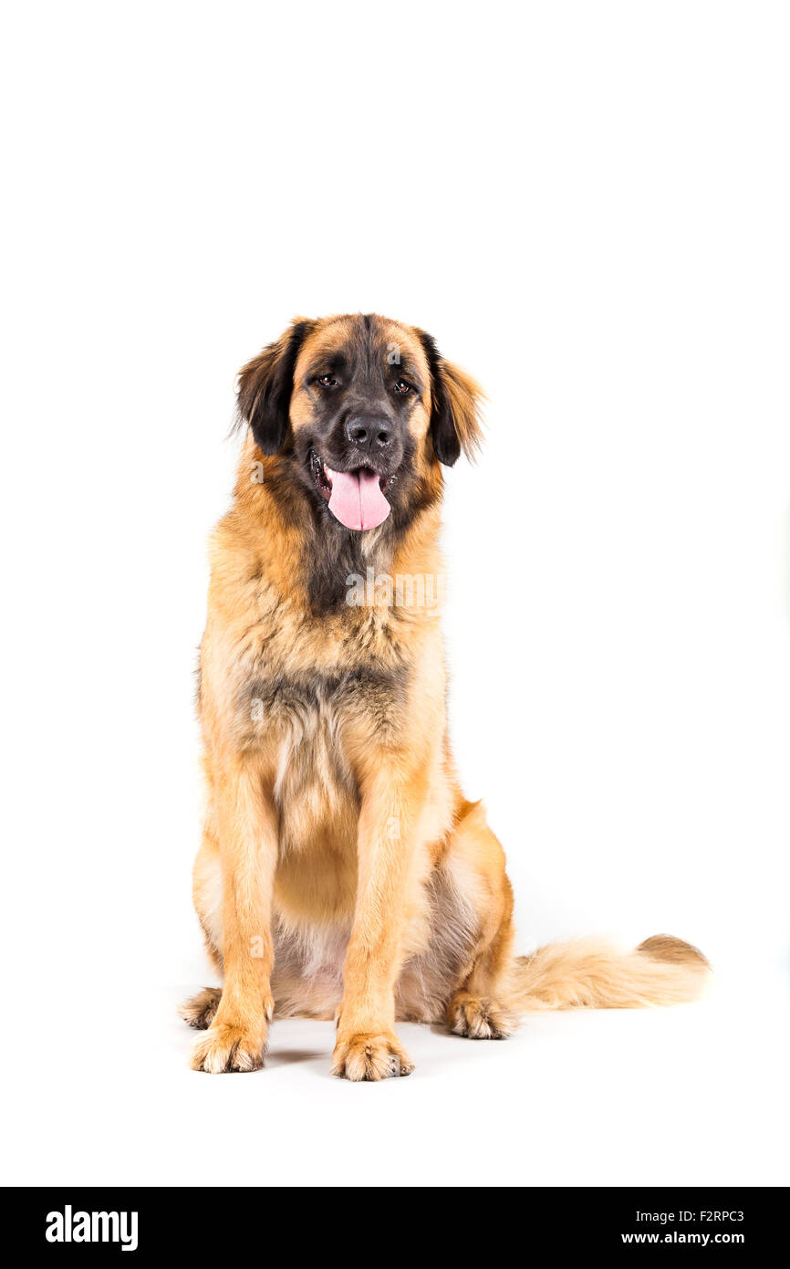 Leonberger hi-res stock photography and images - Alamy