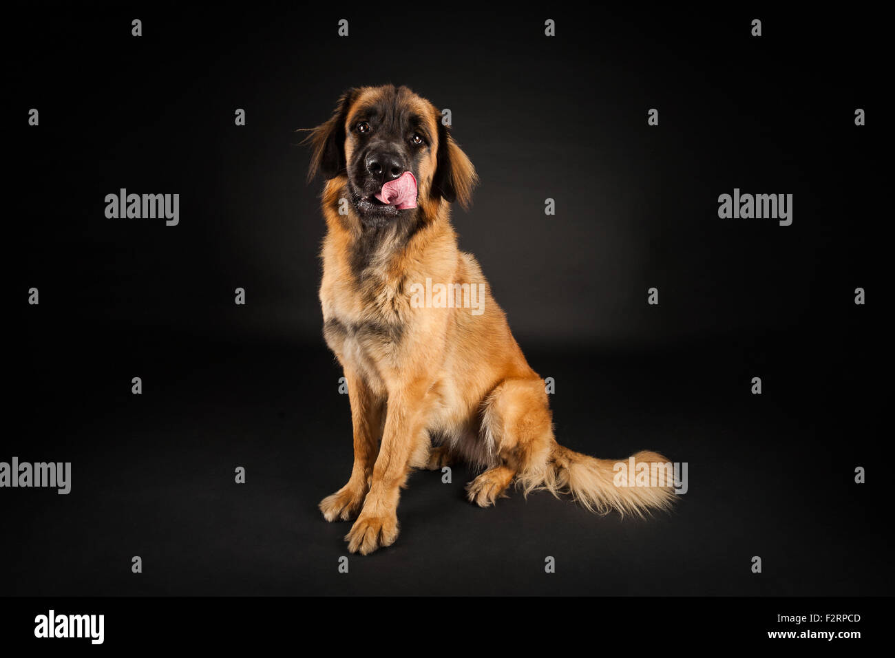 Leonberger hi-res stock photography and images - Alamy