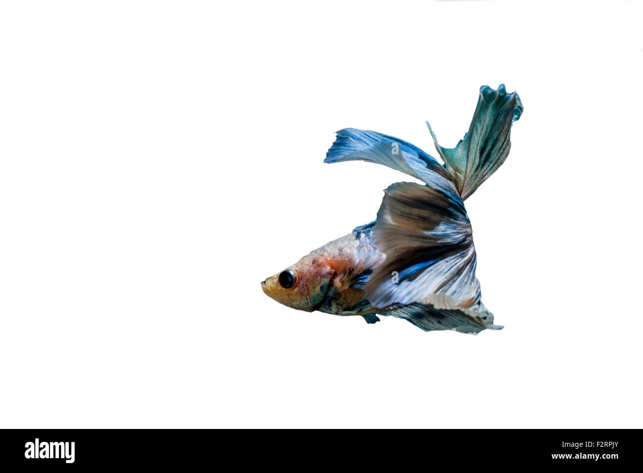 Siamese fighting fish colorful Cut Out Stock Images & Pictures - Alamy