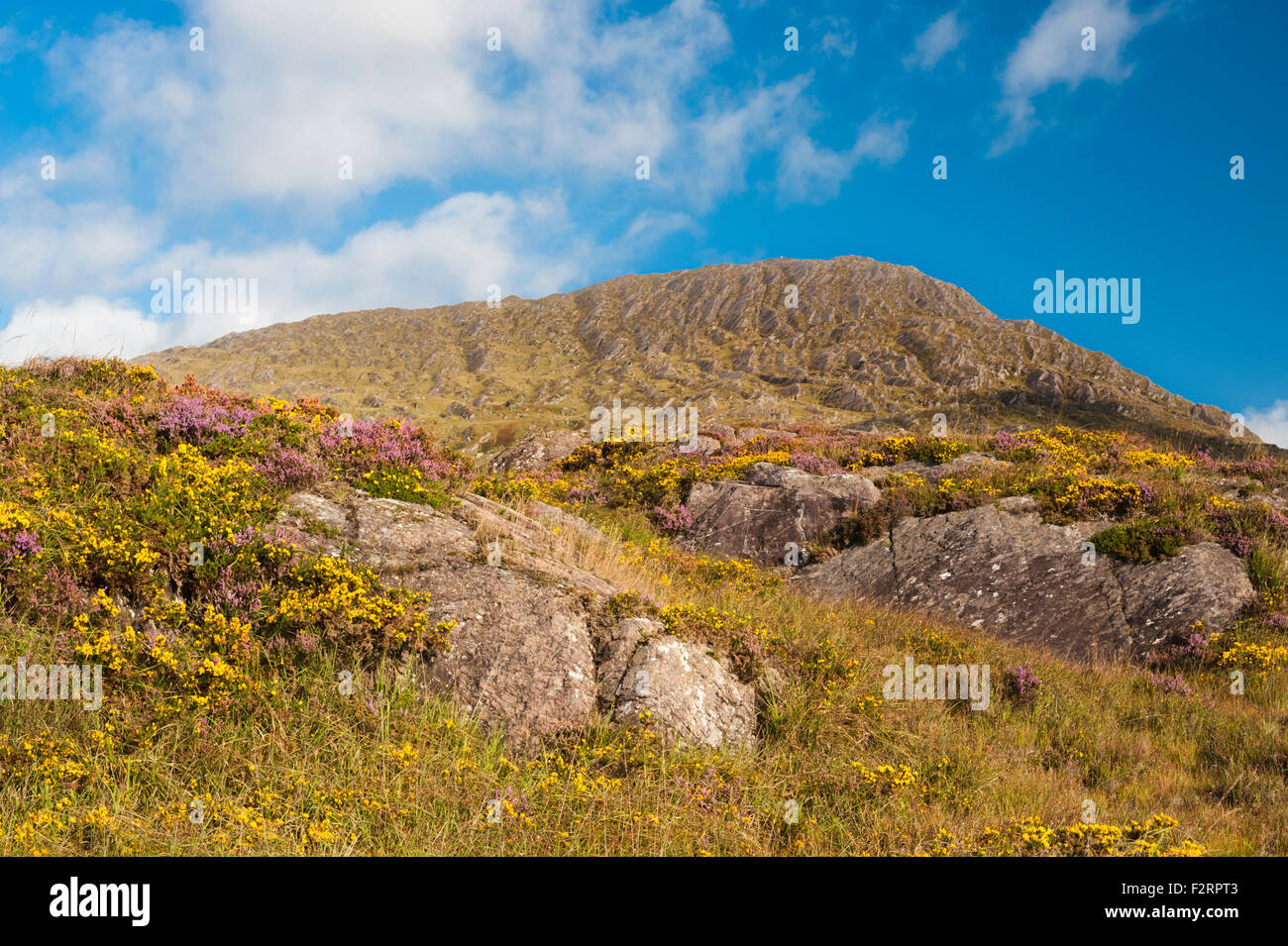 The Caha Mountains, near Glengarriff, Beara, County Cork, with abundant ...