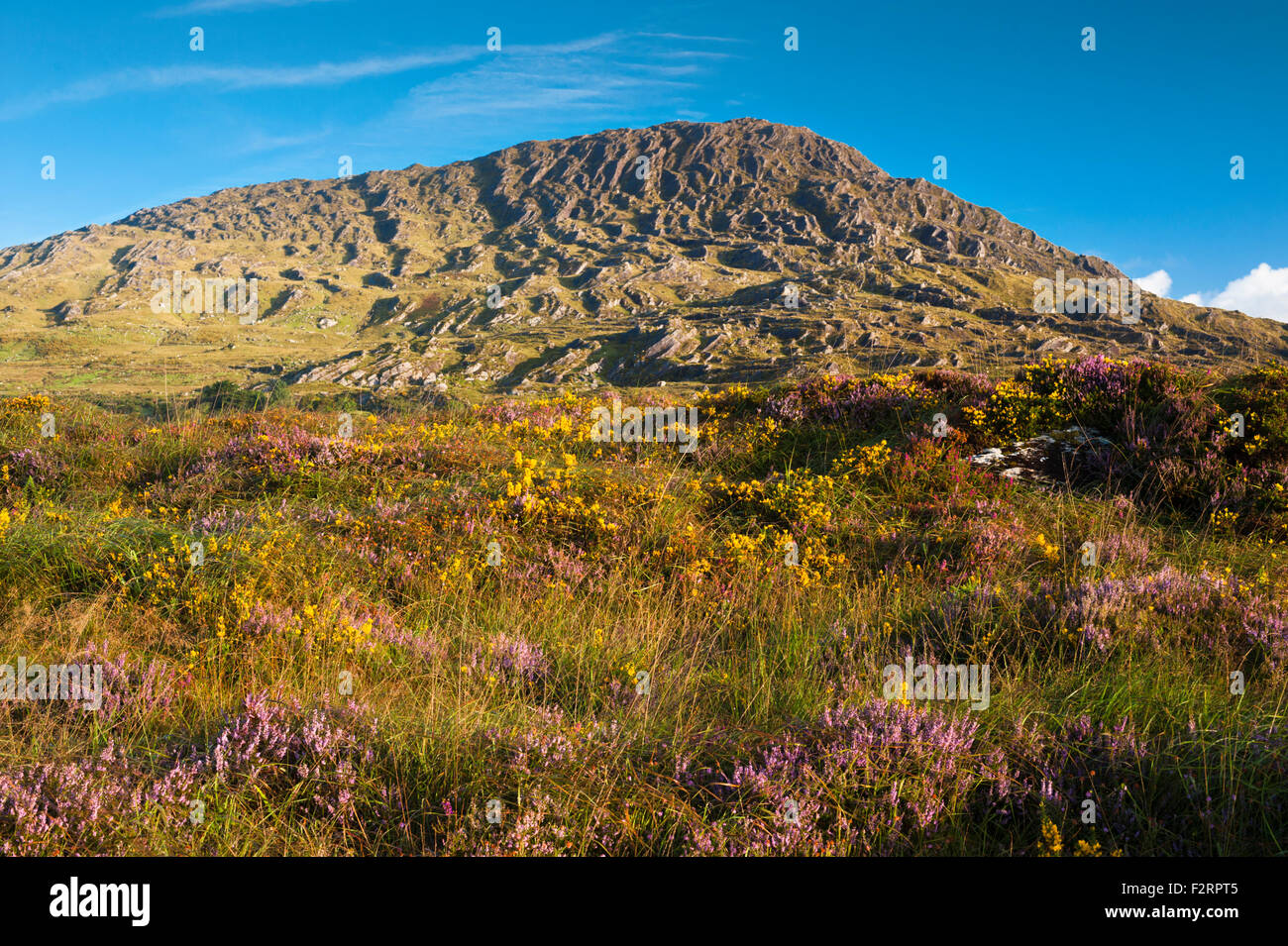 The Caha Mountains, near Glengarriff, Beara, County Cork, with abundant ...