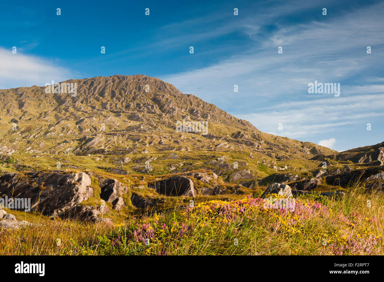 The Caha Mountains, near Glengarriff, Beara, County Cork, with abundant ...