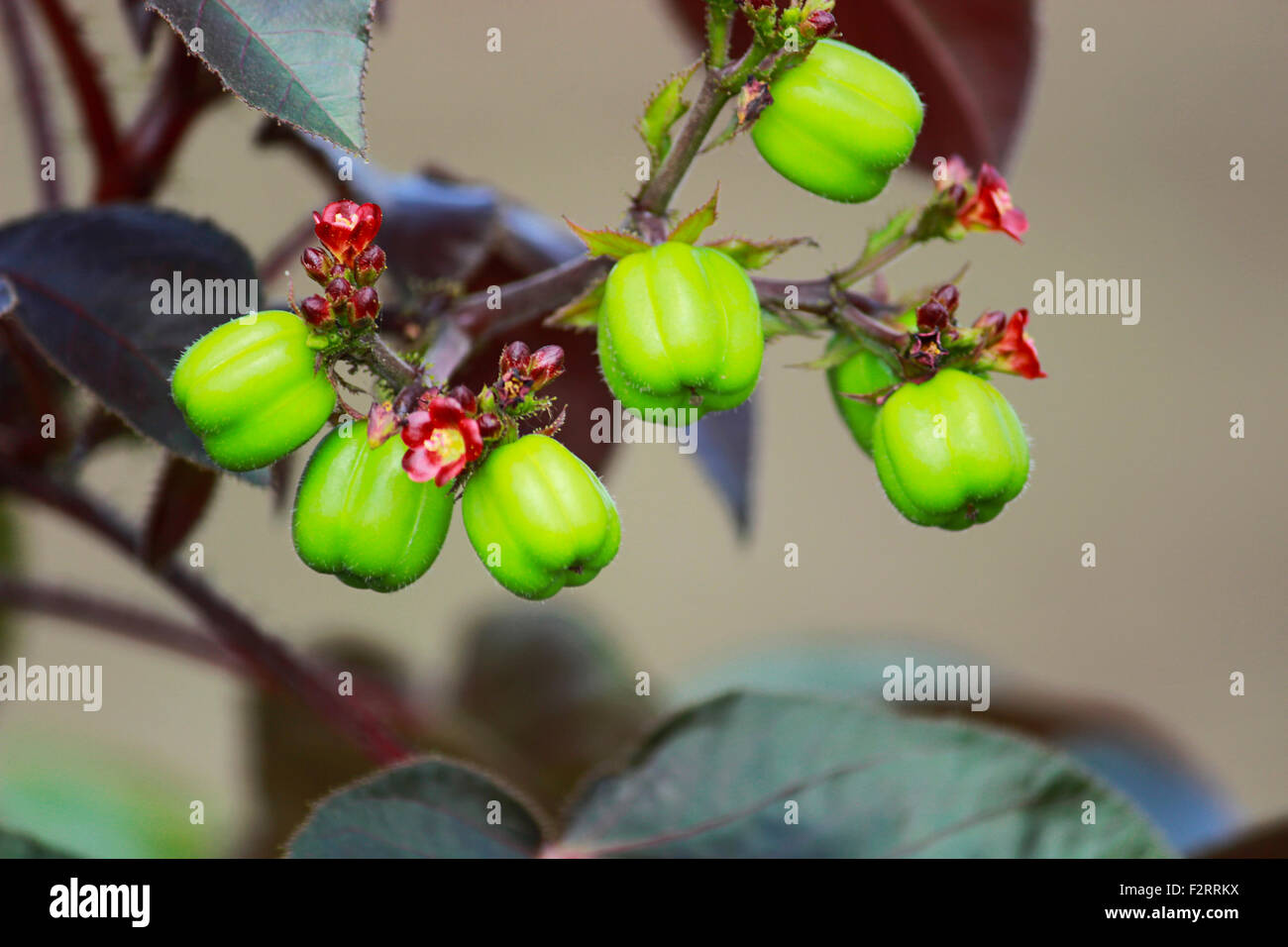 Bellyache bush jatropha gossypiifolia hi-res stock photography and ...