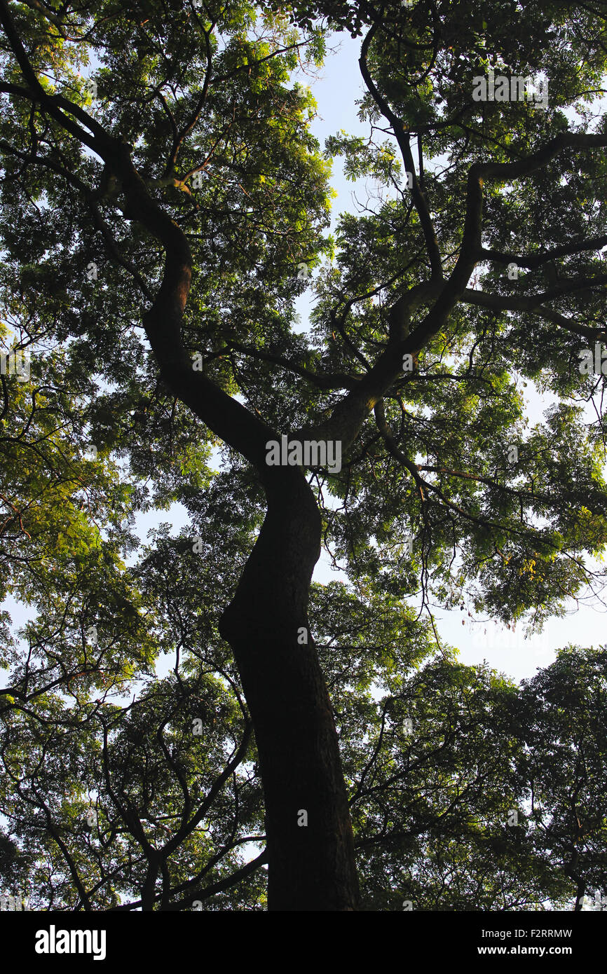 Empress Tree Stock Photos & Empress Tree Stock Images - Alamy