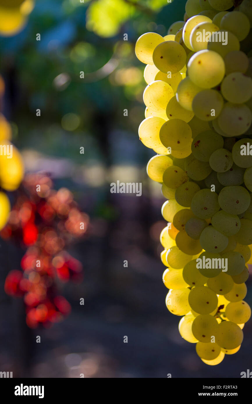 Uva grapes hi-res stock photography and images - Alamy