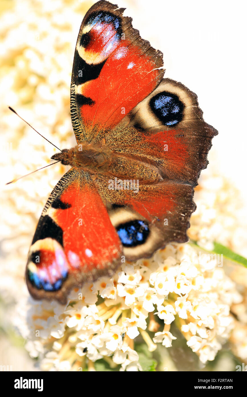 Butterfly scotland hi-res stock photography and images - Alamy