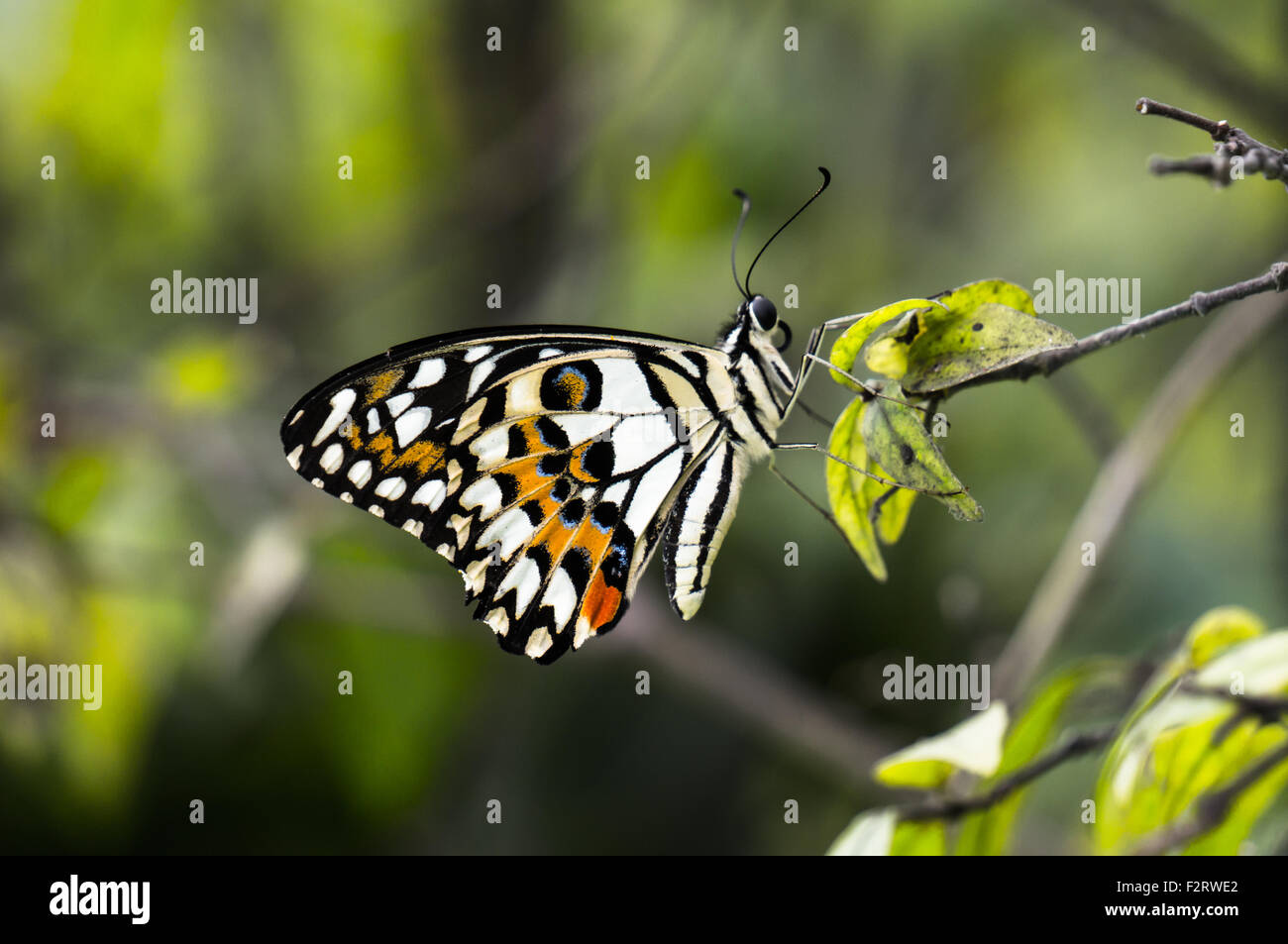 Butterfly rest in the Leaf Stock Photo - Alamy