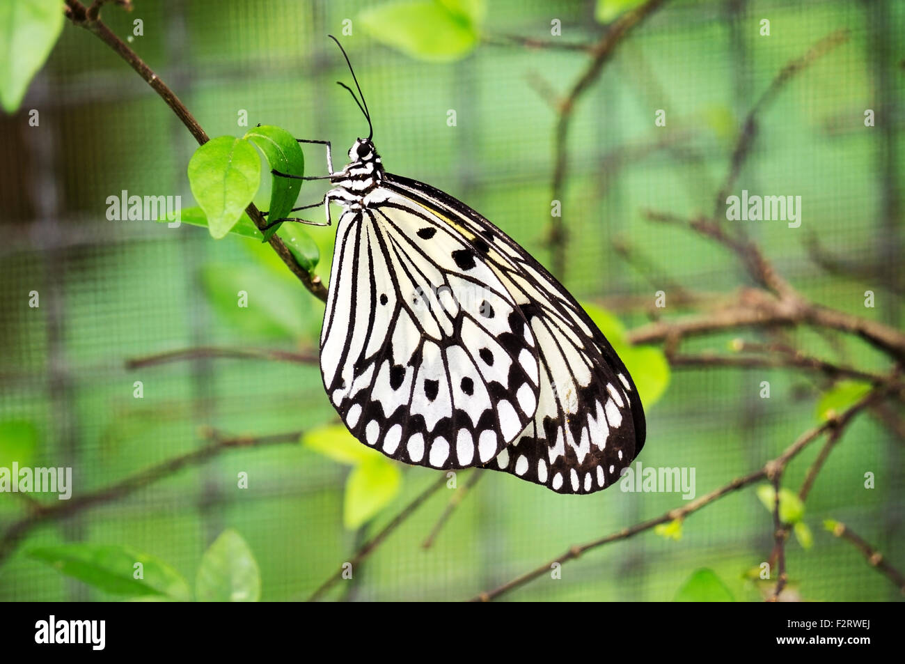 Butterfly rest in the Leaf Stock Photo - Alamy