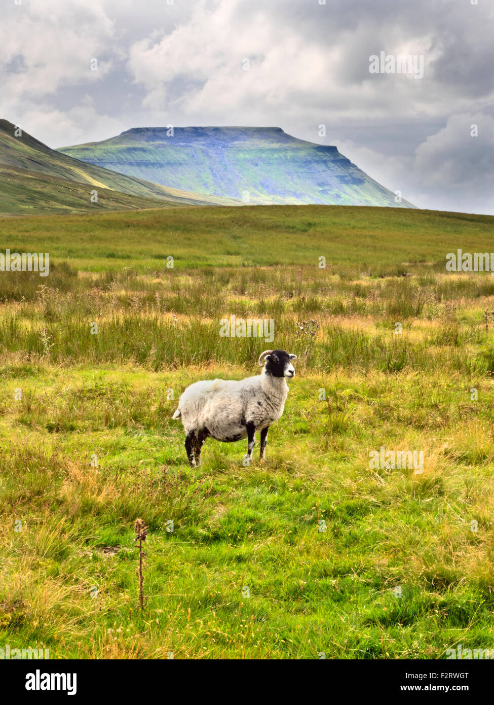 Hill farming swaledale sheep hi-res stock photography and images - Alamy
