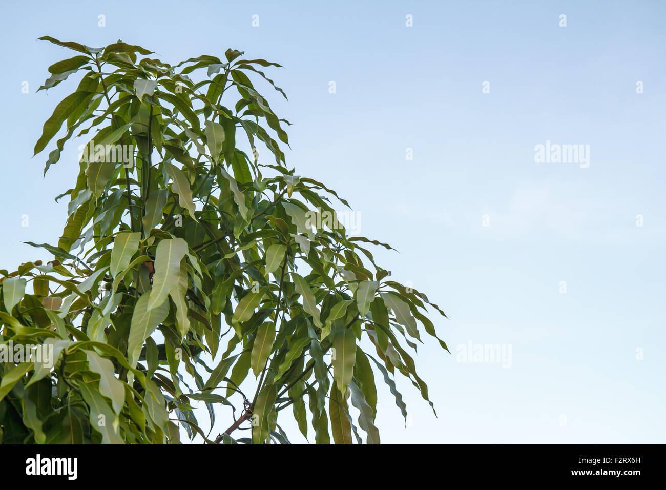 Mango leaf background Stock Photo - Alamy