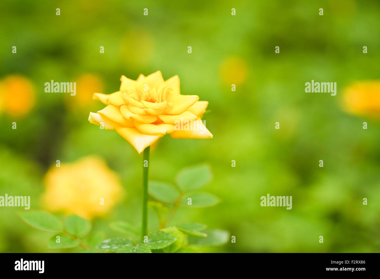 Spring yellow rose flowers hi-res stock photography and images - Alamy