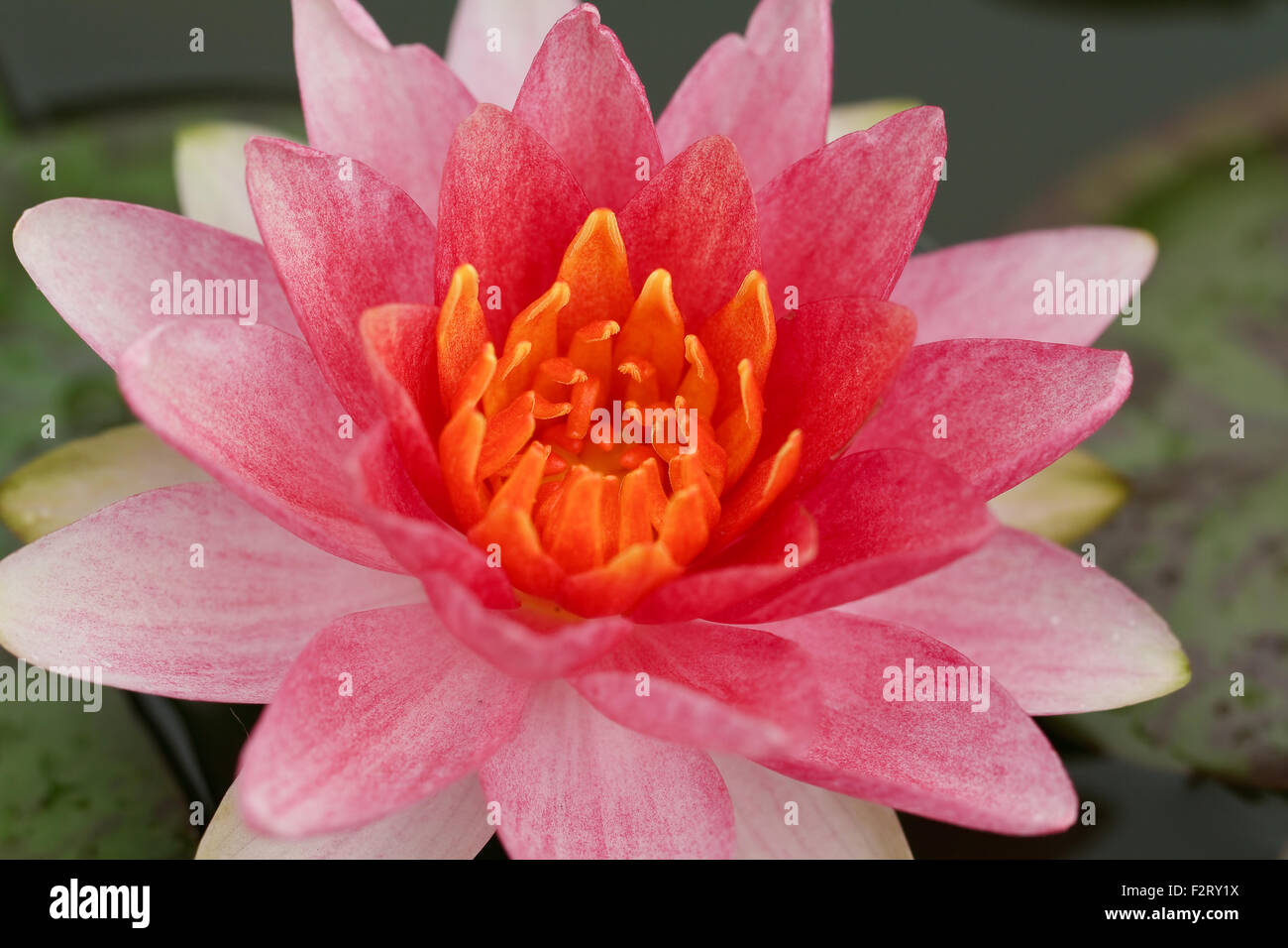 Pink Water Lily Stock Photo - Alamy
