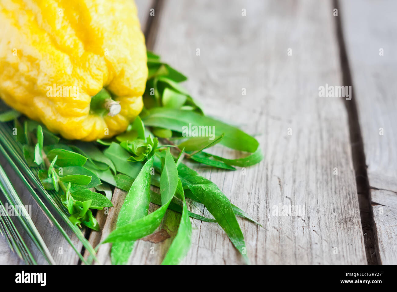 Symbols of jewish fall festival of Sukkot, lulav - etrog, palm branch ...