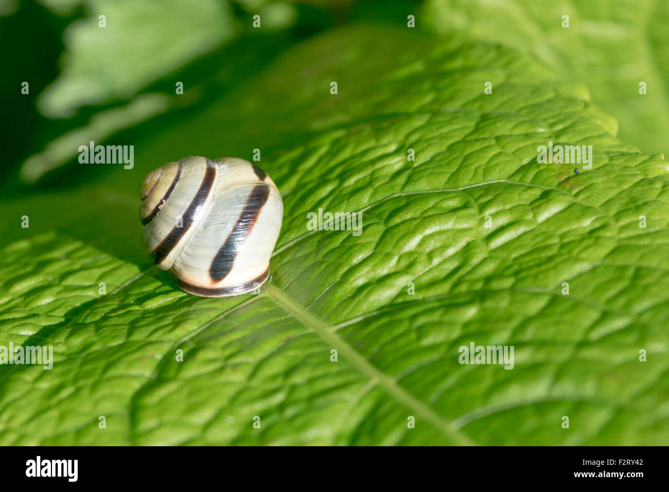 The terrestrial pulmonate gastropod called a Brown lipped snail on a ...