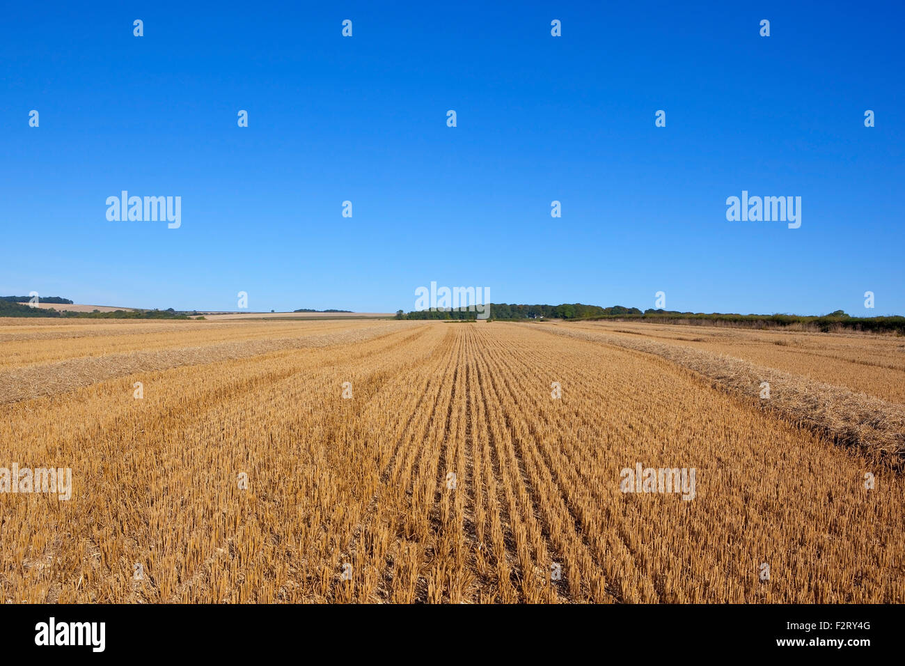 Patterns of tyre tracks and straw windrows in a golden stubble field in ...