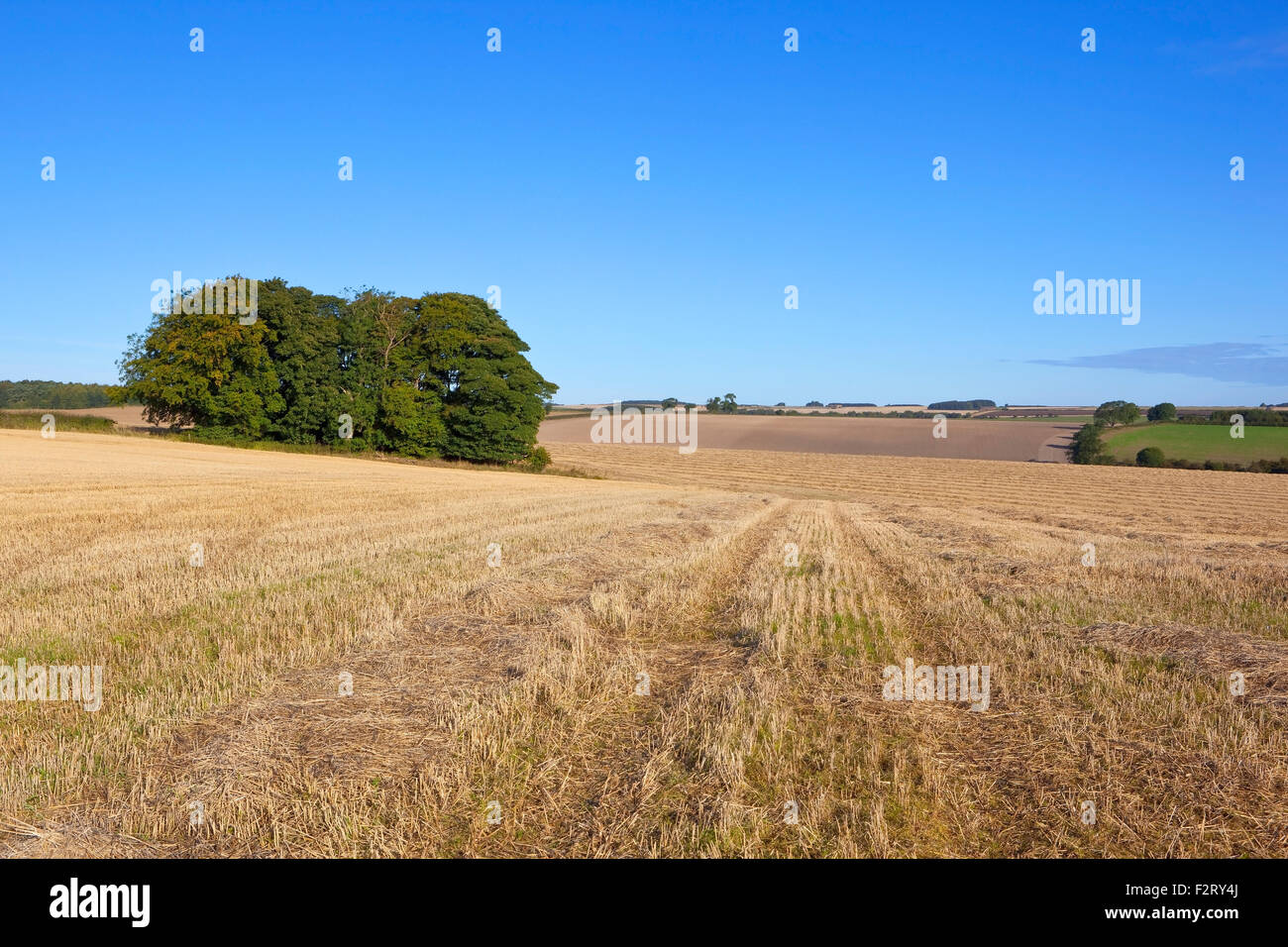 A small copse in a stubble field in the rolling patchwork landscape of ...