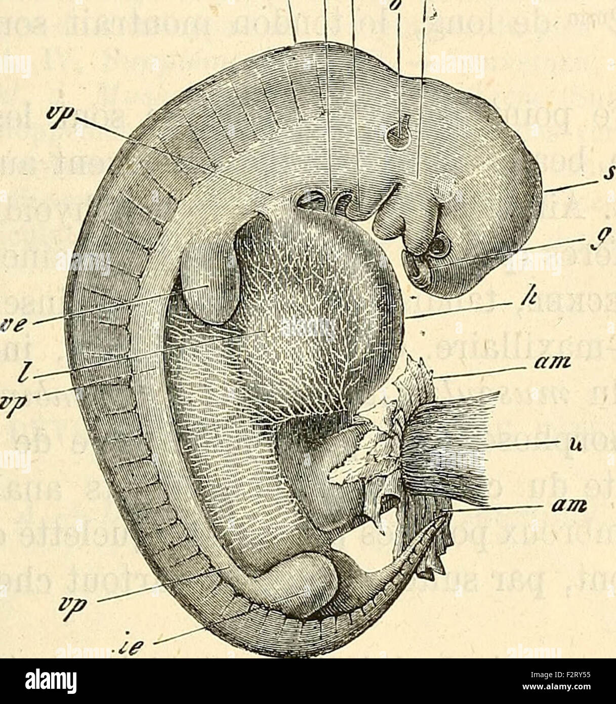 Embryologie, ou, TraitÃ© complet du dÃ©veloppement de l'homme et des ...
