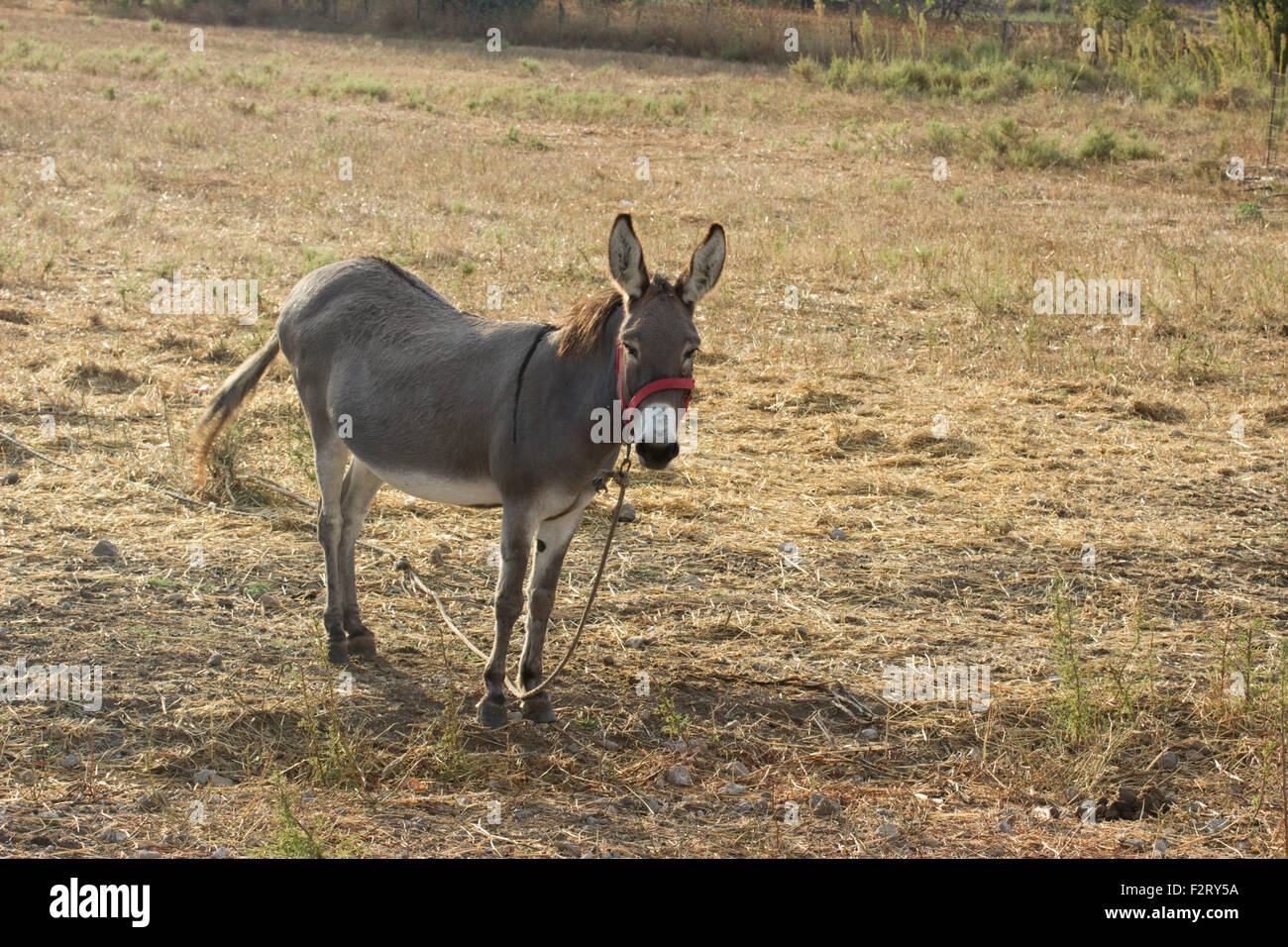 Domesticated lonely donkey in dried arid field, looking right, Platy ...
