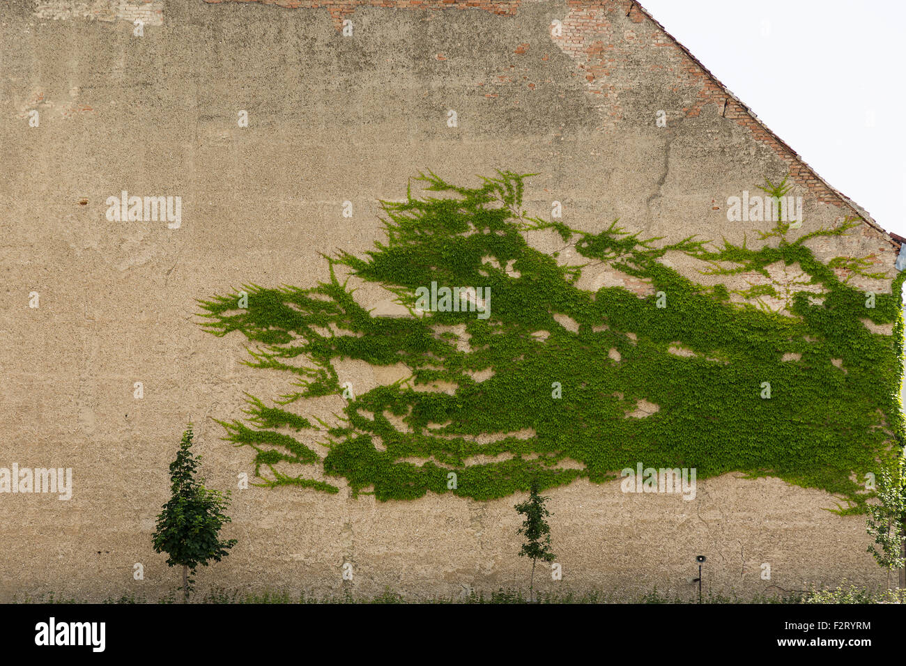Wall reclaimed by Nature Stock Photo - Alamy