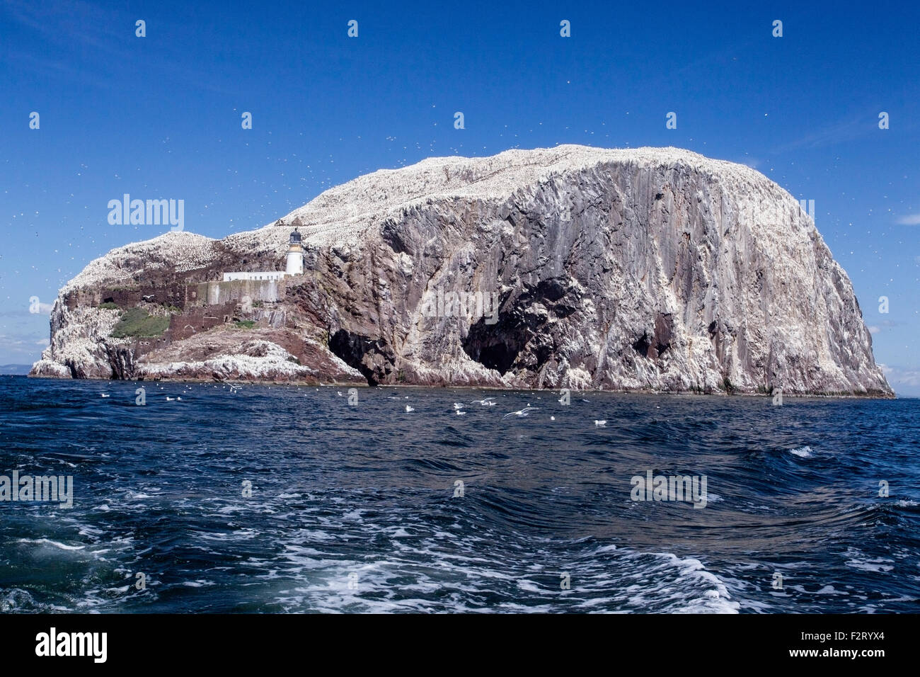 Bass Rock, Firth of Forth, Scotland, United Kingdom Stock Photo - Alamy