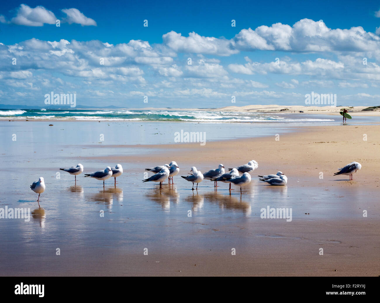 Seagulls and surfer on Anna Beach, Australia Stock Photo - Alamy