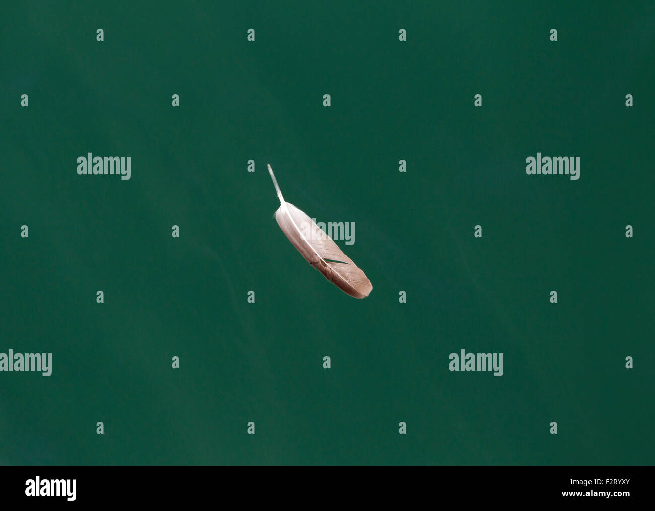 A Single Feather Floating on Green Water Stock Photo - Alamy