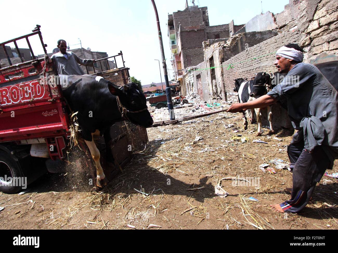 Egyptian buffalo hi-res stock photography and images - Alamy