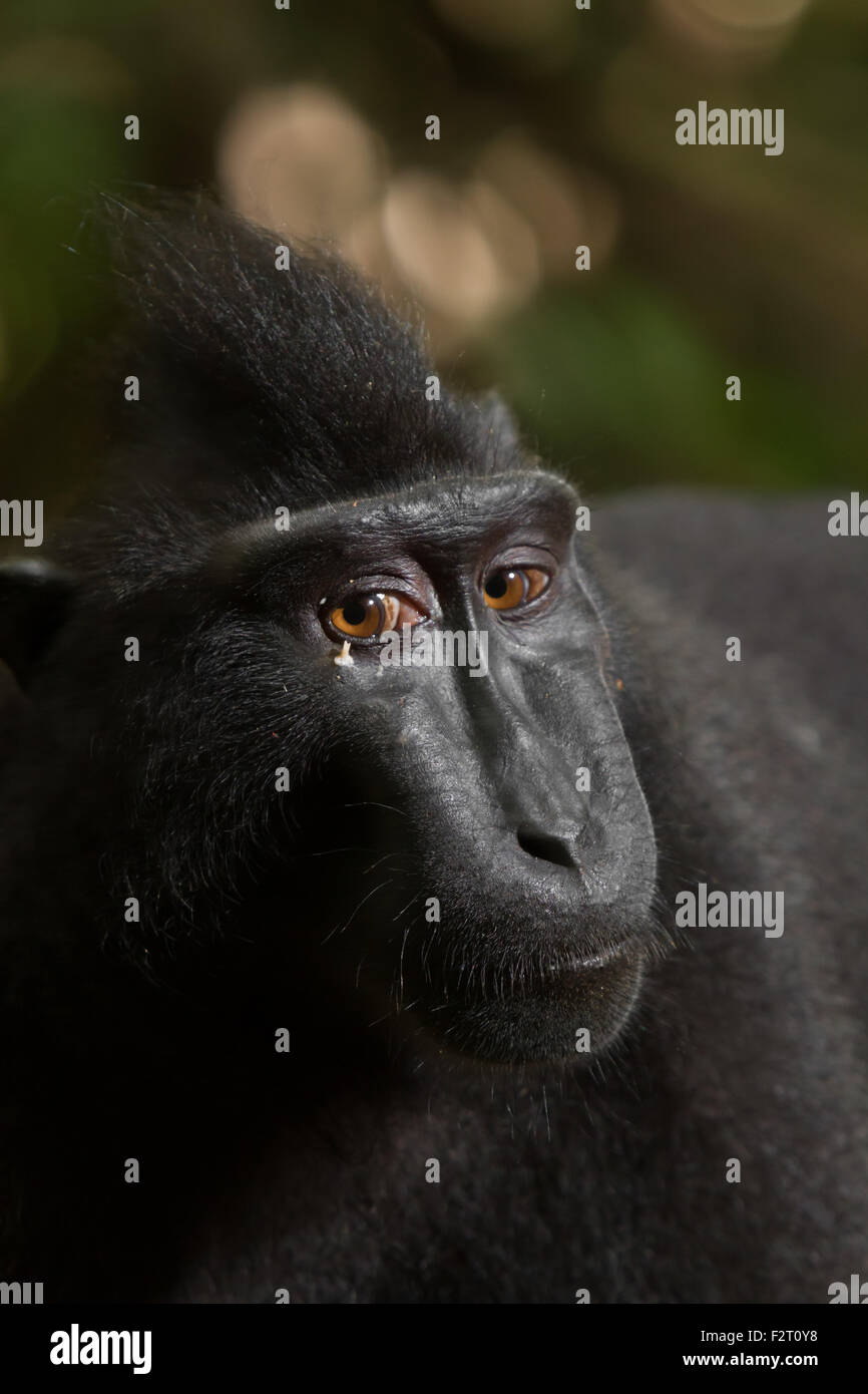Crested macaque characteristics hi-res stock photography and images - Alamy
