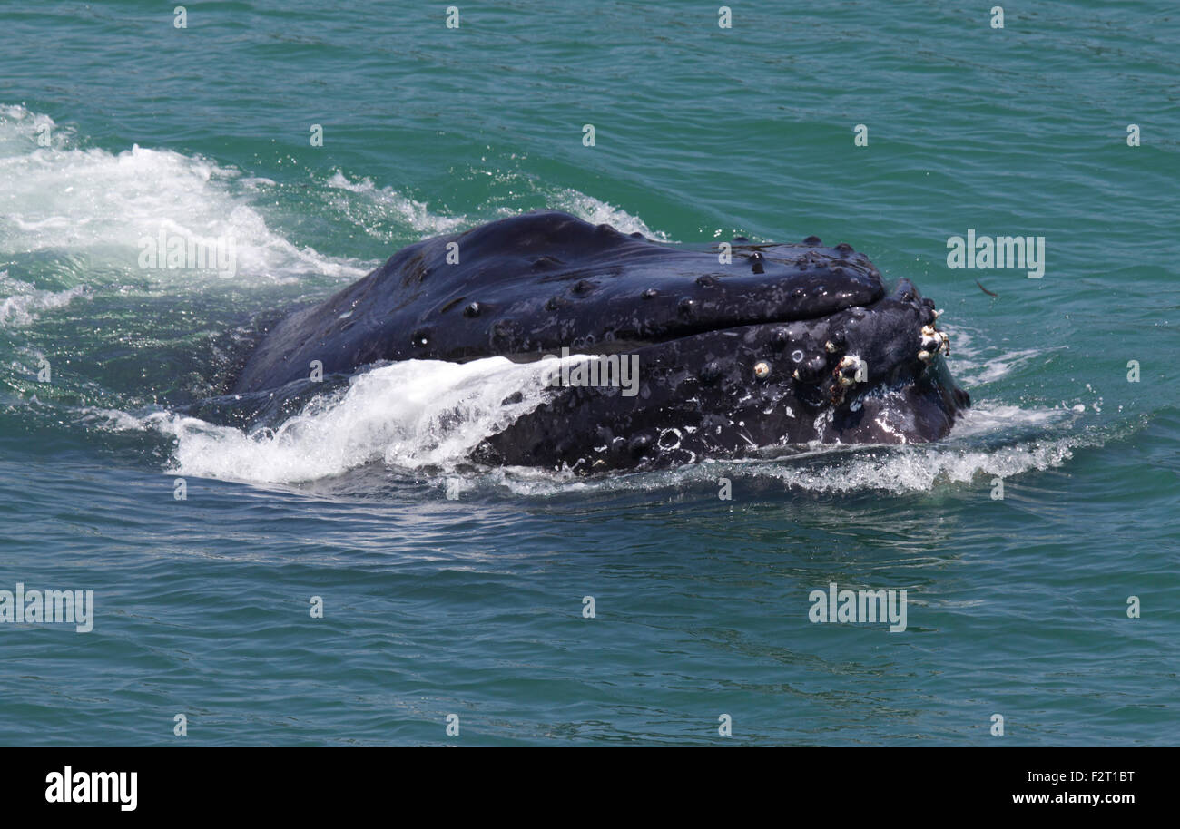 Expelling water hi-res stock photography and images - Alamy