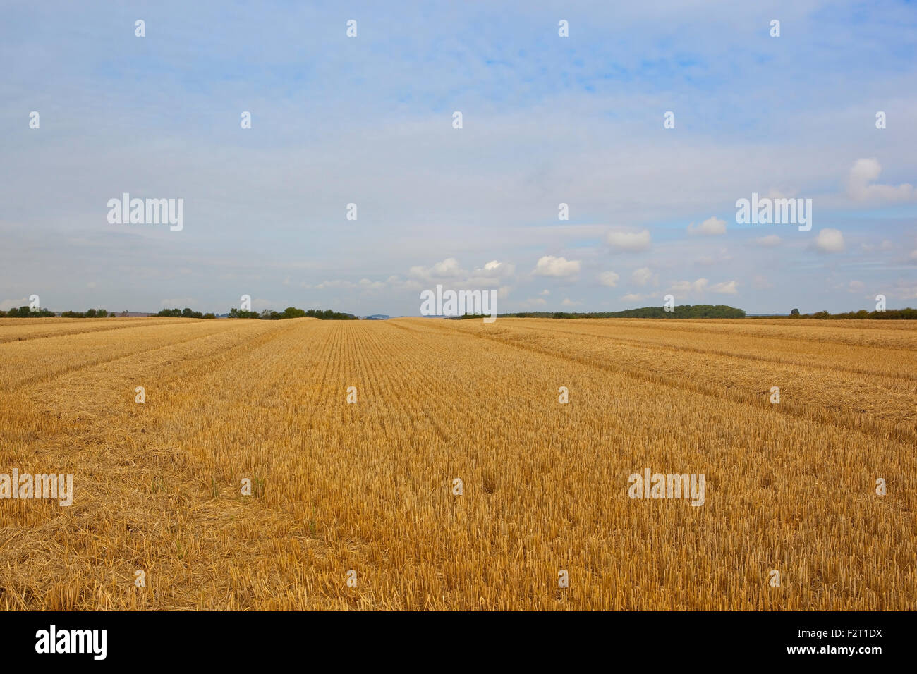 Windrows of straw in a golden stubble field on the Yorkshire wolds in ...