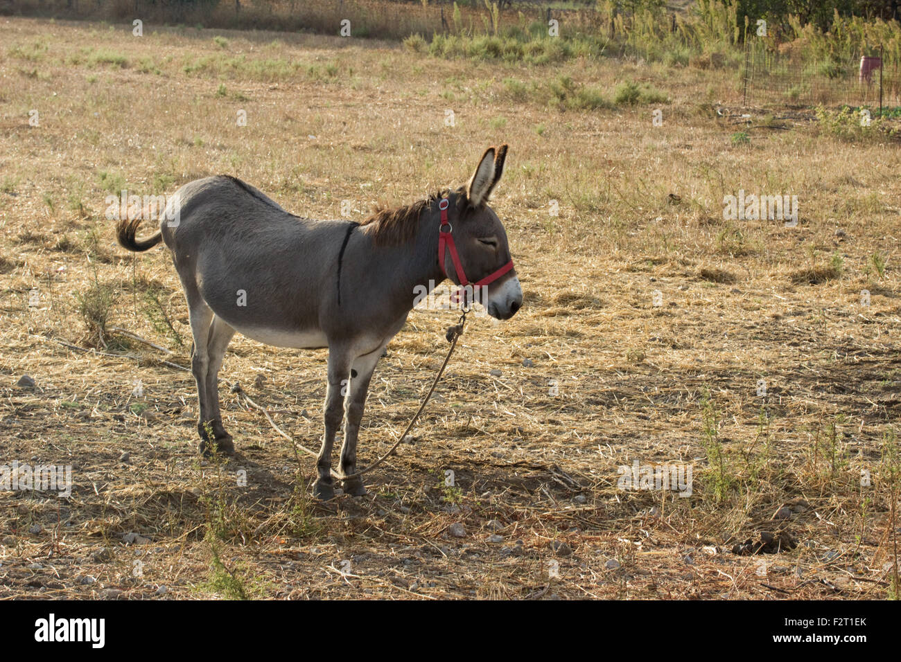 Domesticated lonely donkey in dried arid field, looking right, Platy ...