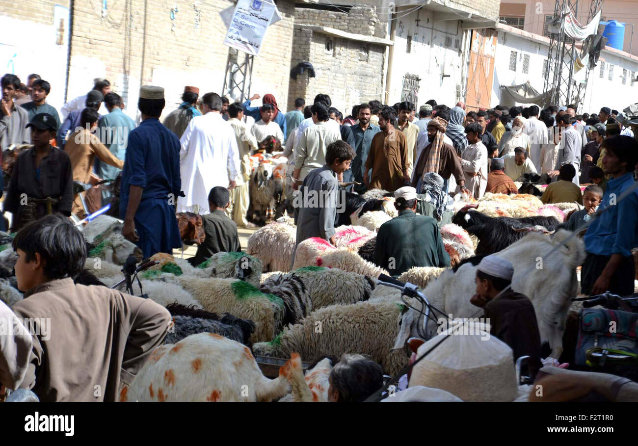 Sheep for sacrifice on the occasion of Eid-ul-Azha coming ahead being ...