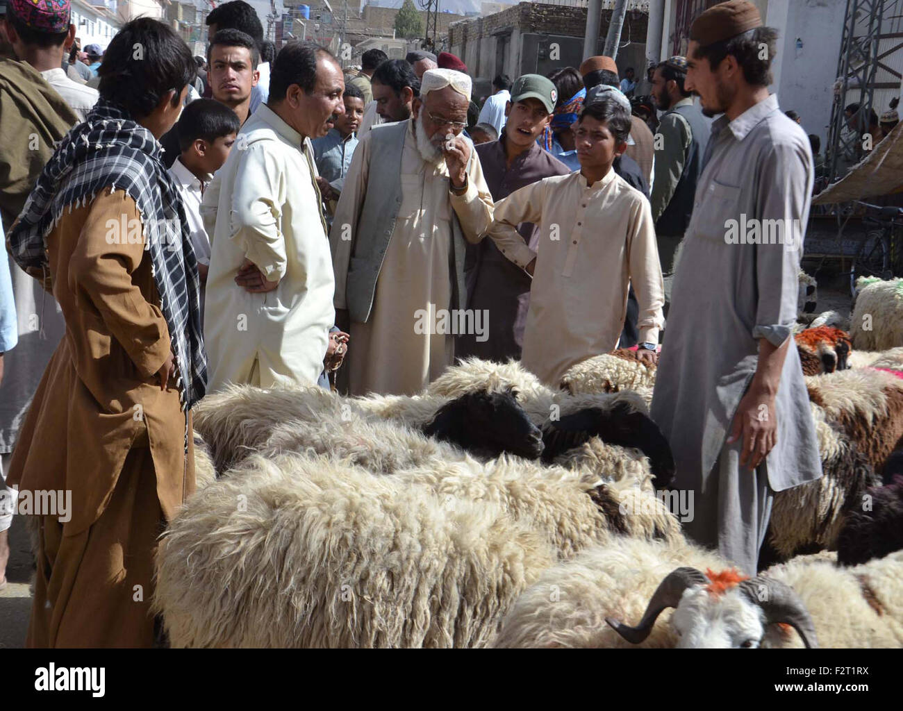 Sheep for sacrifice on the occasion of Eid-ul-Azha coming ahead being ...